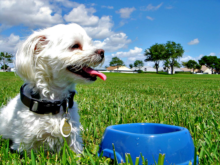 Beat the heat: Eight tips to keep your pet safe all summer | GMA News ...