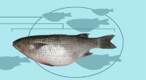 INFOGRAPHIC: The President’s fish: the most expensive fish in the ...