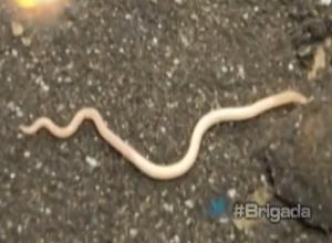 Bata, namatay dahil sa komplikasyon dulot ng sobrang dami ng bulate sa ...