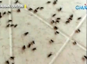 Mga residente sa isang bayan sa Quezon, pineperwisyo ng sangkaterbang langaw | GMA News Online