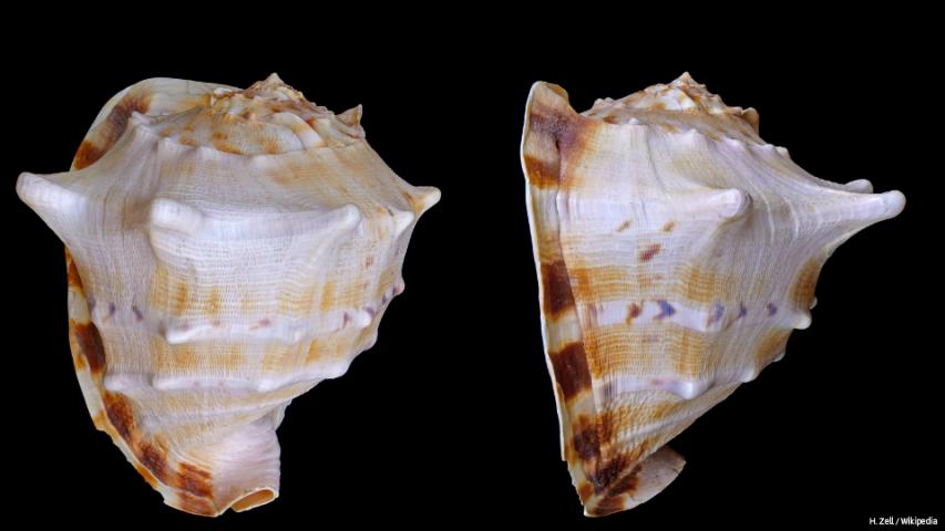 240 boxes of endangered budjong shell seized in Cebu | SciTech | GMA ...