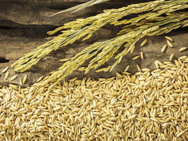 Farmers rush to dry palay before Typhoon Marilyn hits Isabela | GMA ...