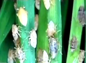 Pesteng 'liglig,' umaatake sa mga palayan sa Ilocos Sur | GMA News Online