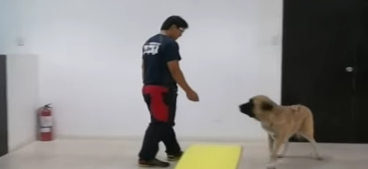 Bantay’s day off: Pamper your dogs 'Good News' style | GMA News Online