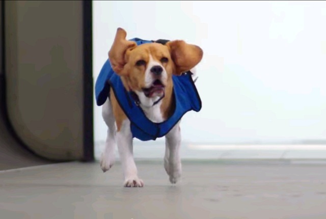 WATCH: Beagle named Sherlock tracks lost items on planes | GMA News Online