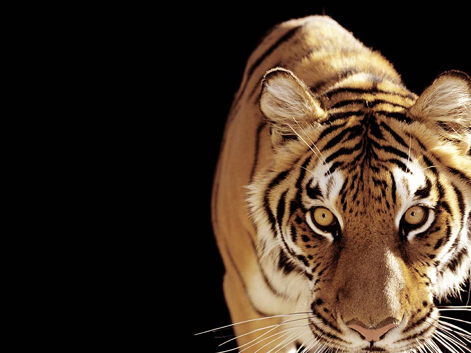 Tiger bites off keeper’s hand at Japan safari park —Kyodo | GMA News Online