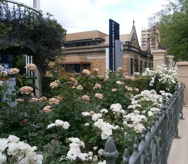 Morning walk among the flowers of Adelaide in South Australia