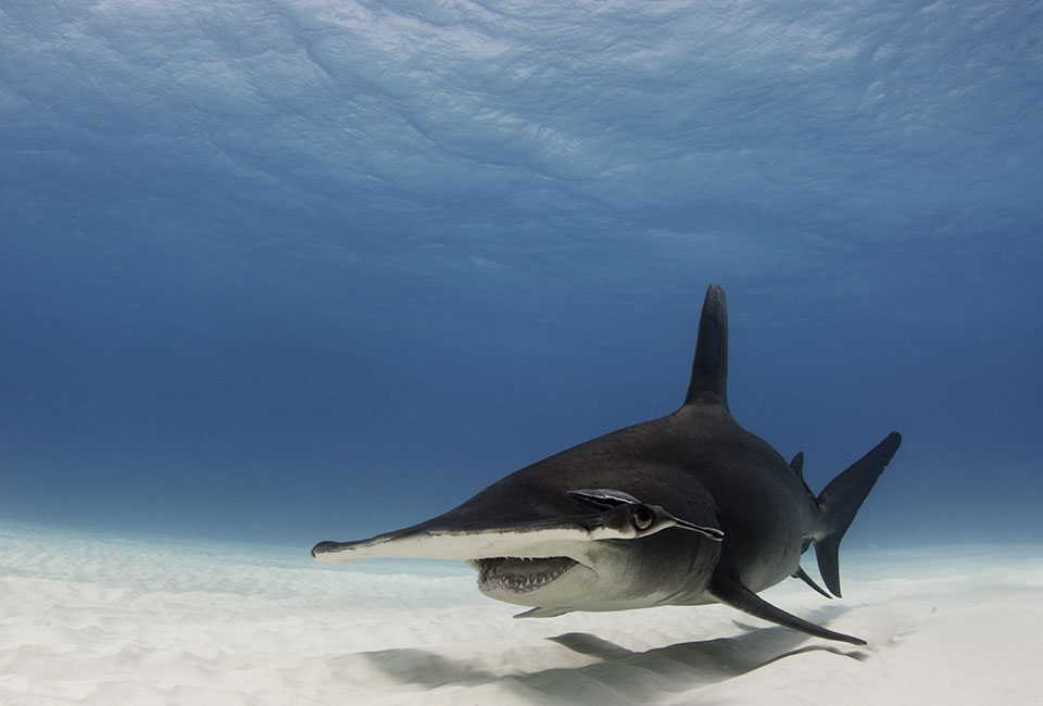 Tubbataha cameras capture hammerhead shark in park waters | GMA News Online
