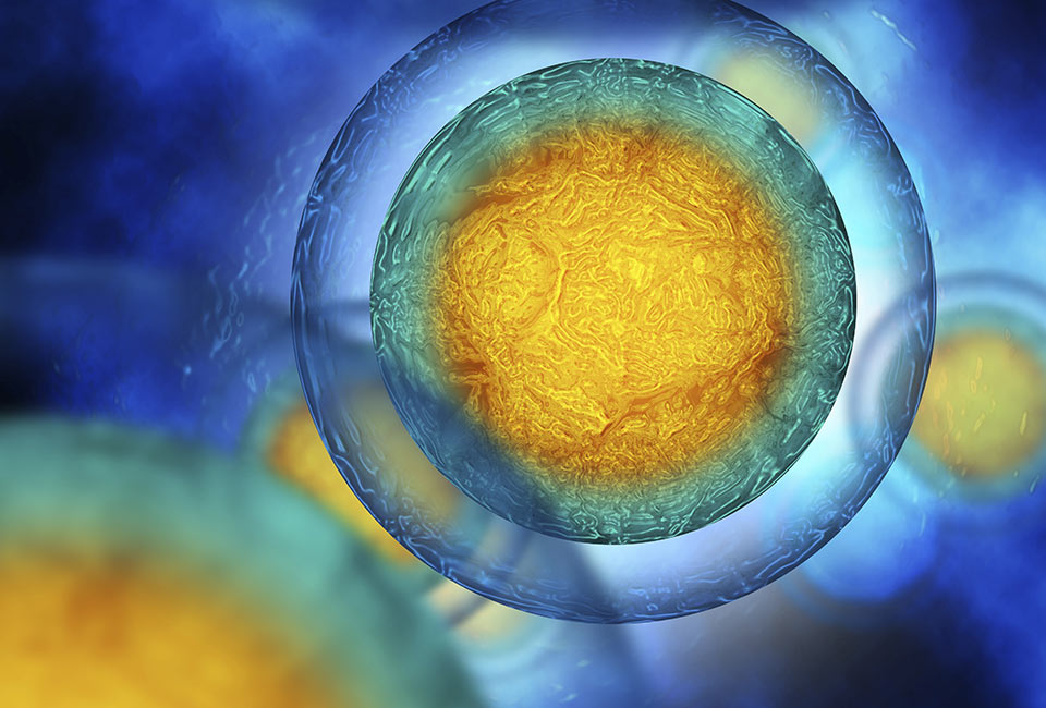 The eyes have it, scientists grow lenses from stem cells | GMA News Online