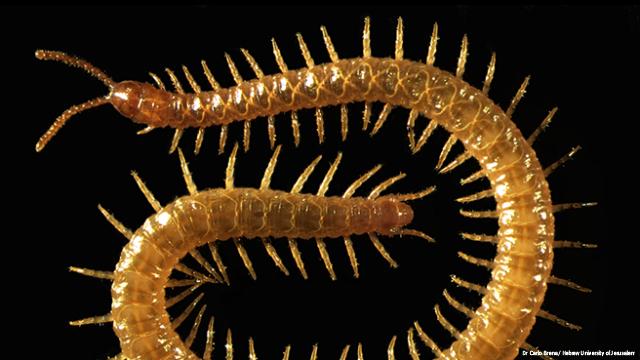 Centipedes give scientists a leg up in understanding evolution ...