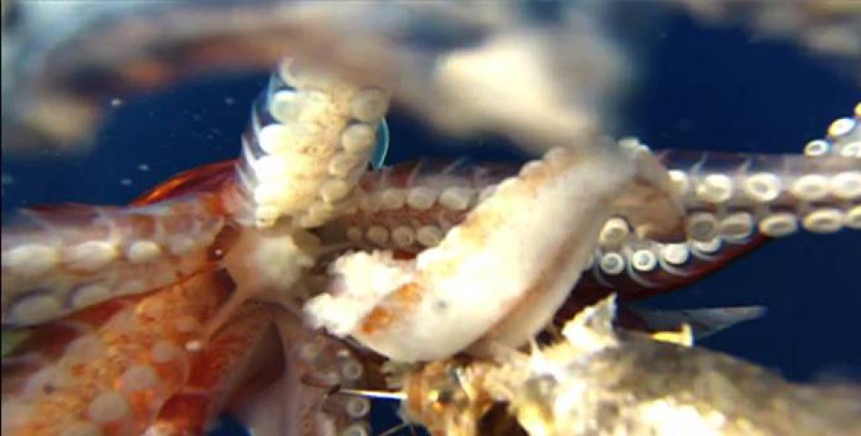 Amazing sharks and big squids on 'Born to be Wild'