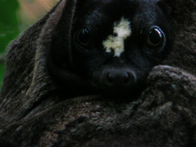 Kagwang and viper on the spotlight of 'Born to be Wild' | GMA News Online