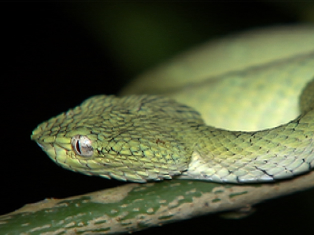 Kagwang and viper on the spotlight of 'Born to be Wild' | GMA News Online