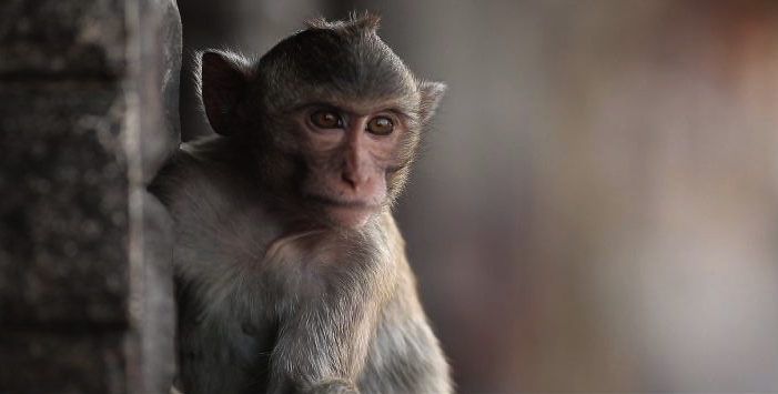 'Born to be Wild' hosts meet the monkeys and sea turtles of Thailand ...