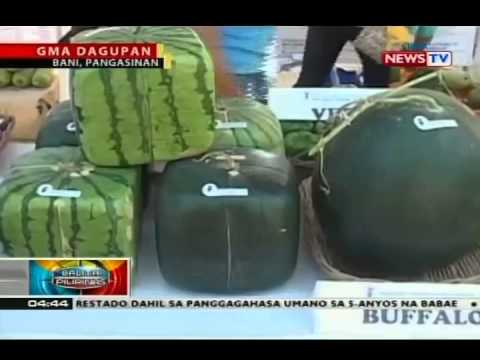 Square-shaped watermelons a hit at Pangasinan's Pakwan Festival | GMA ...