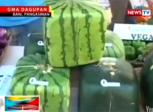 Pakwan na hugis parisukat, ibinida sa Pakwan Festival; mas mahal sa ...