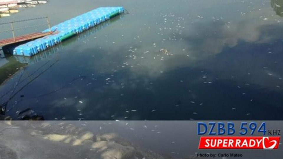 Mystery of dead fish in Manila Bay, subject to BFAR probe | GMA News Online