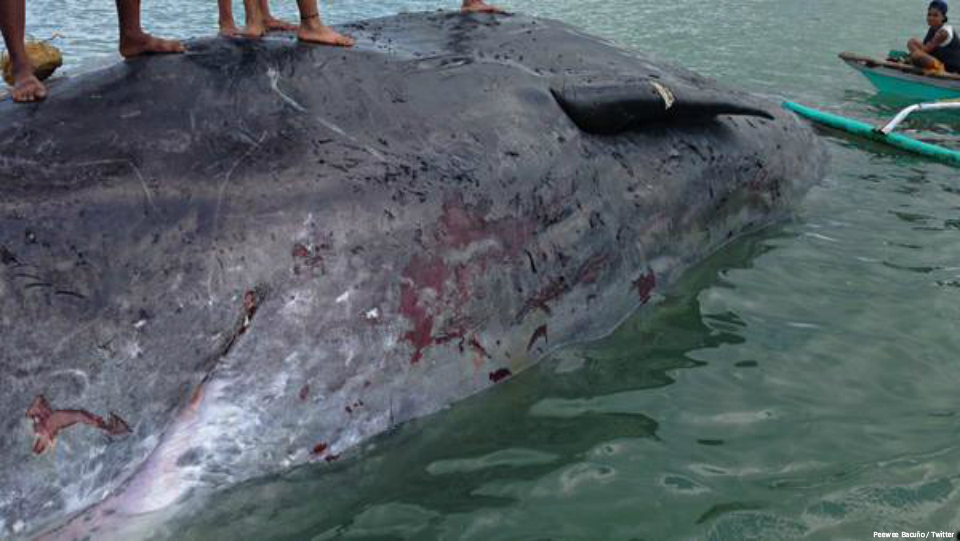 Whale shot and killed in Quezon to be preserved in museum | GMA News Online