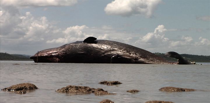 Know more about sperm whales and reticulated pythons on 'Born to be ...