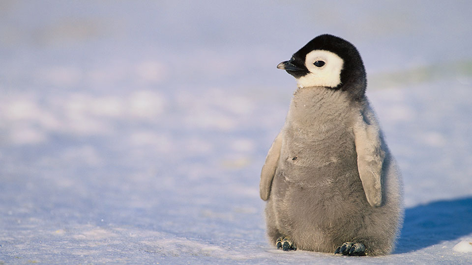 Work among the penguins? France is looking for candidates | GMA News Online
