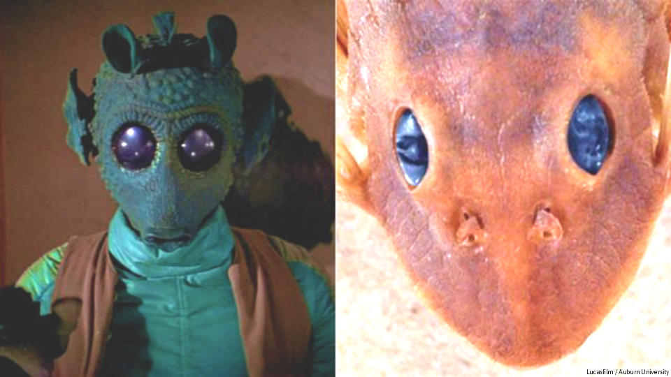 New catfish named after Star Wars character | GMA News Online