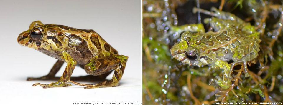 Shape-shifting ‘punk rocker’ frog discovered in Ecuador | GMA News Online