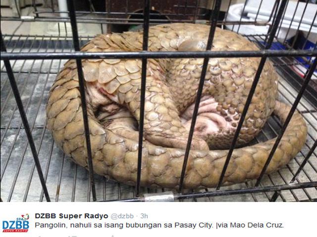 Ano nga ba ang Pangolin? Here's the science behind this unusual creature