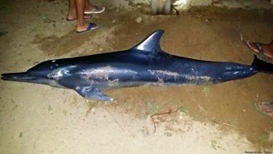 LOOK: Dolphin rescued off CamSur dies; necropsy set | GMA News Online