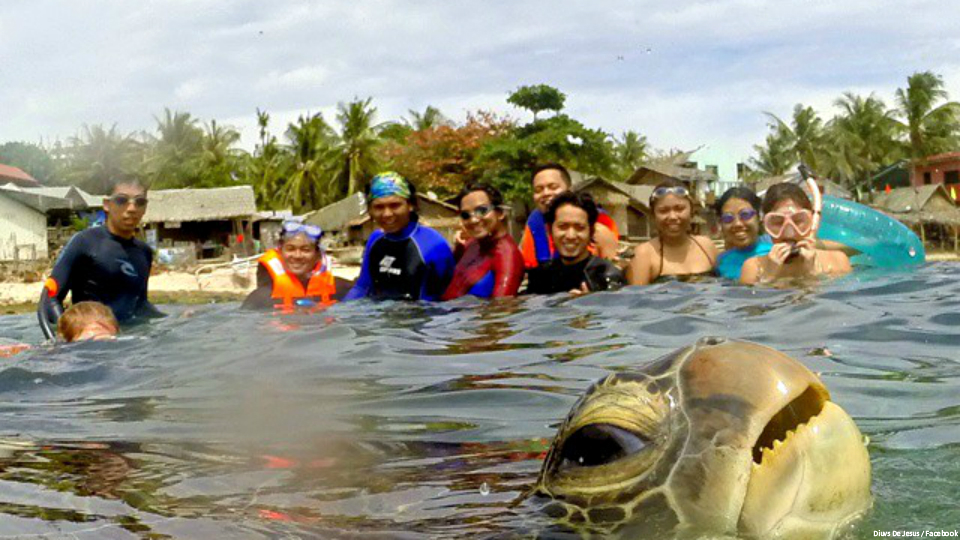 Duuude! Photobombing sea turtle goes viral, but for the wrong reasons ...