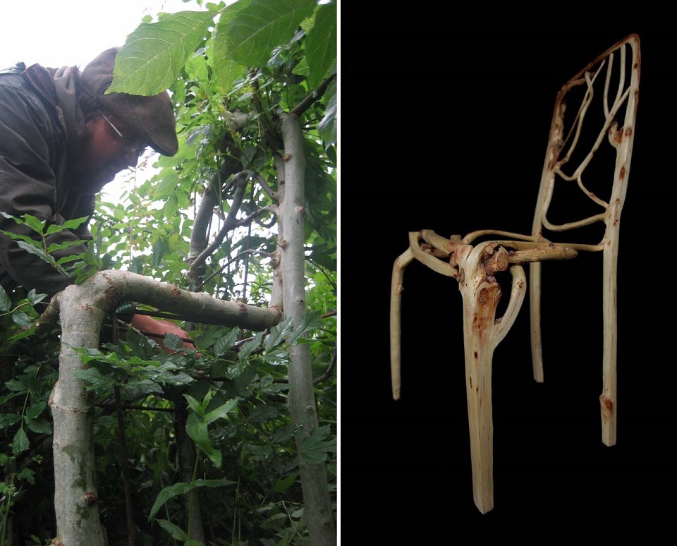 WATCH: British designer growing trees into furniture | GMA News Online