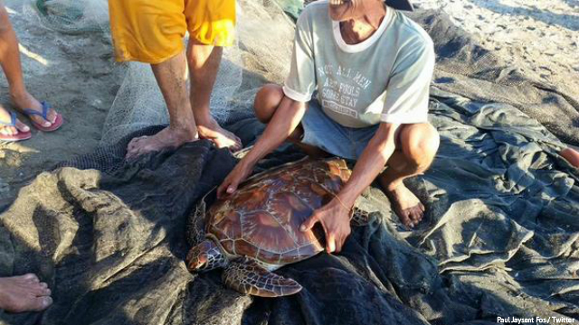 Pawikan turtles rescued off Romblon | GMA News Online