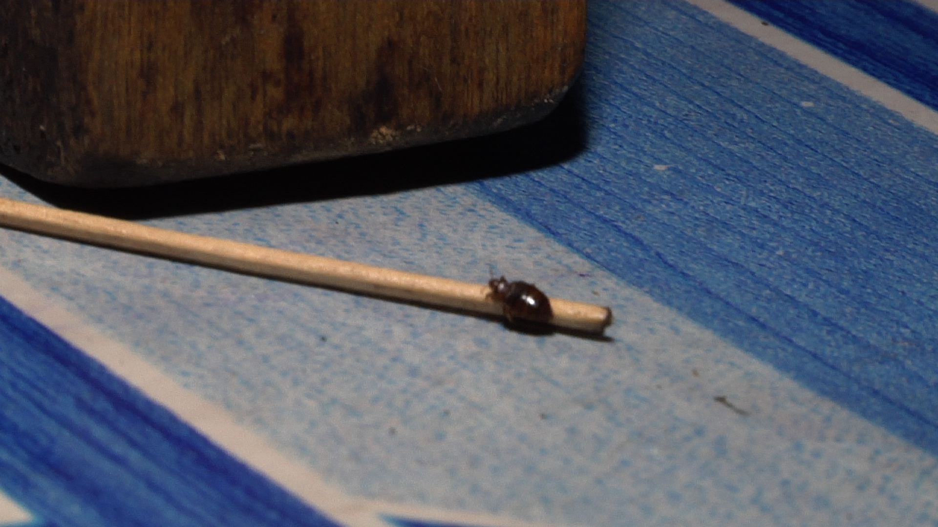 Iwas-surot tips handog ng 'Good News' mamayang gabi | GMA News Online