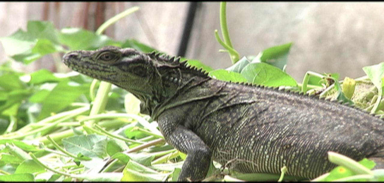 Animal rescue and more footage of the 'ibid' on this Sunday's 'Born to ...