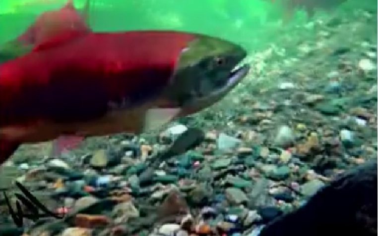 Genetically modified salmon cleared for human consumption | GMA News Online