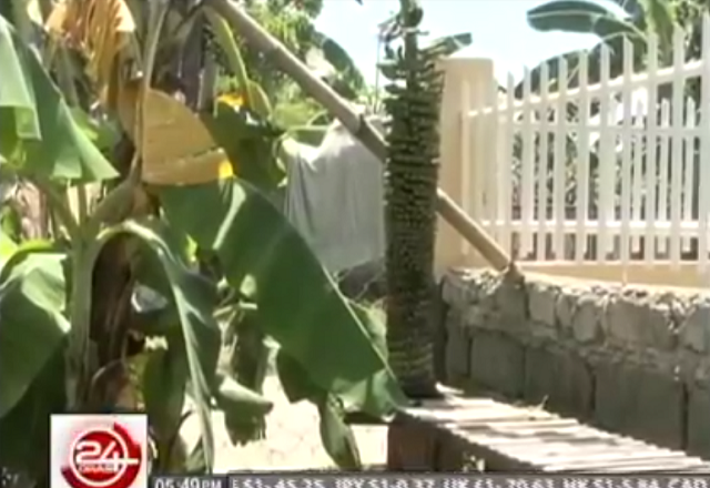 WATCH: ‘Amazing saging’ trees in Pangasinan attracting passersby
