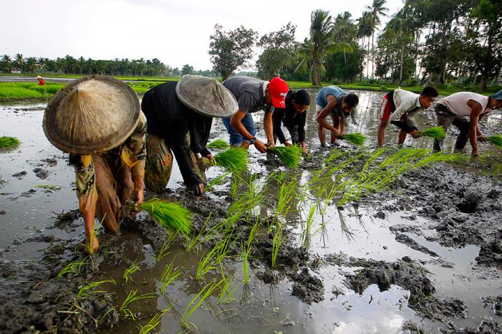 Duterte approves P21-B rice deal for Filipino farmers