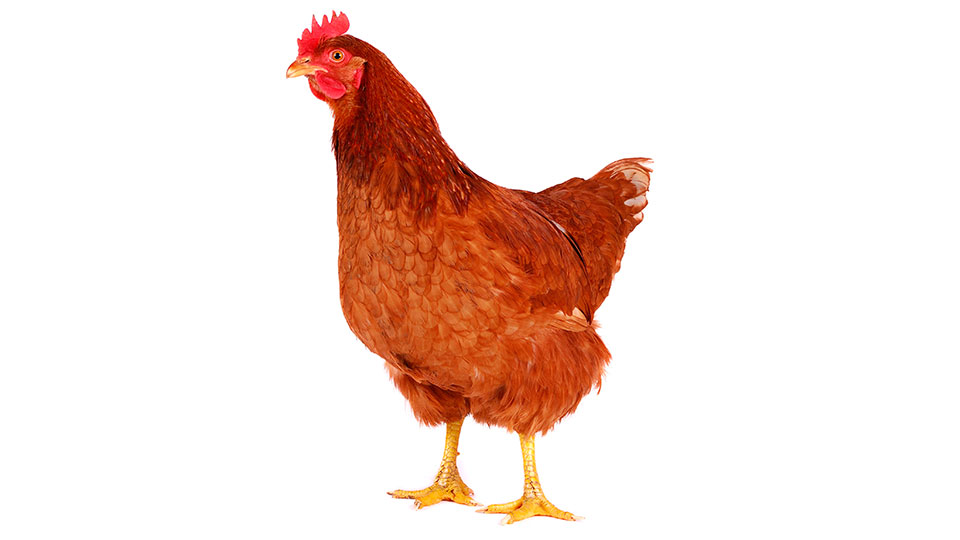 Chicken Wikipedia