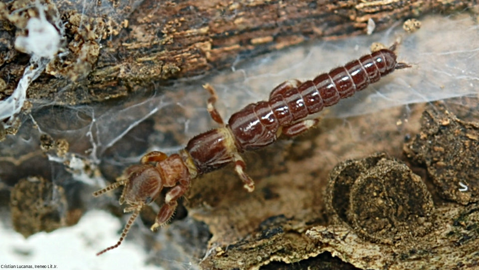 Webspinner insects more widespread in PHL than previously thought | GMA ...