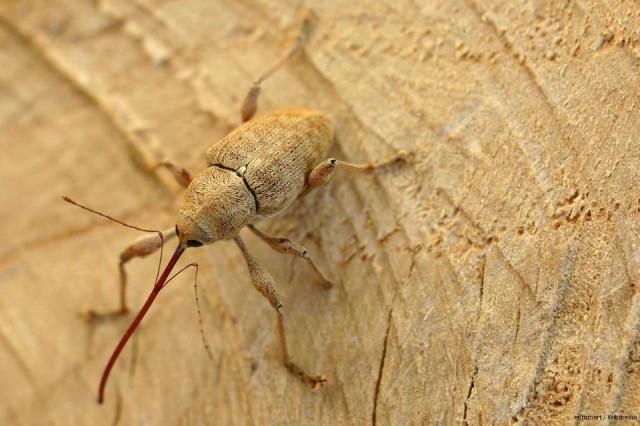 Climate change gives rise to the lesser of two weevils