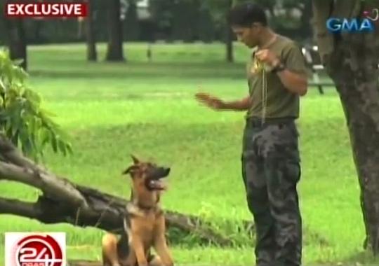 ‘Presidential dog’ Apollo training to be part of PNoy's security detail ...