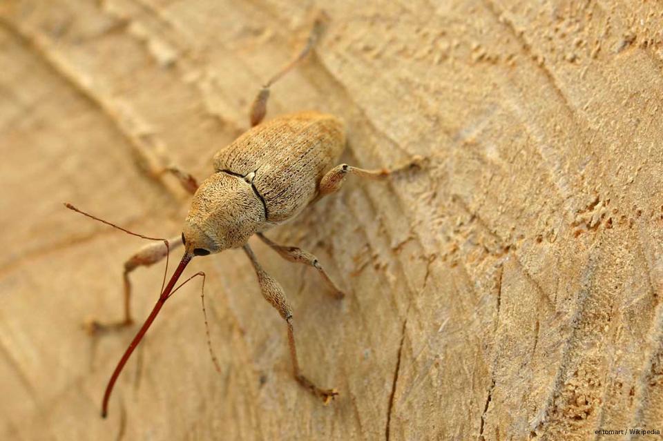 Climate change gives rise to the lesser of two weevils | GMA News Online