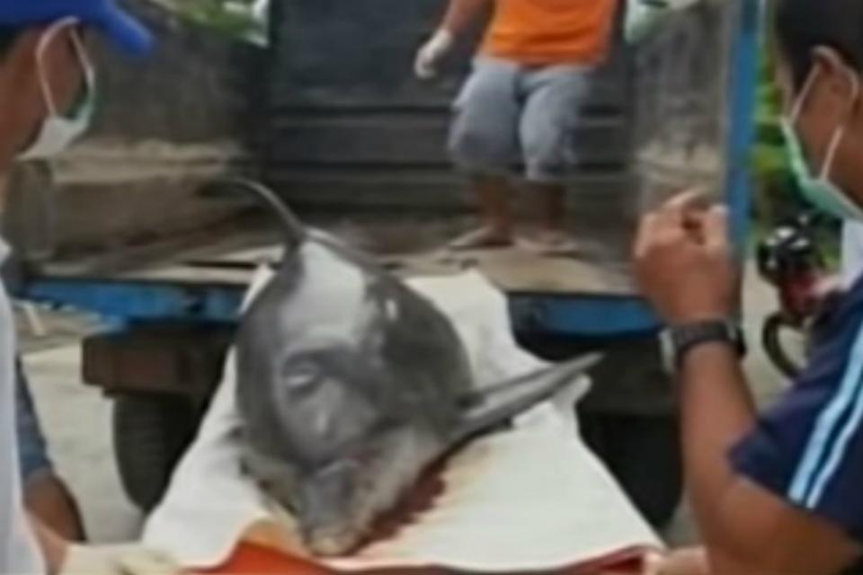 Dolphin killed by explosives off Antique | GMA News Online