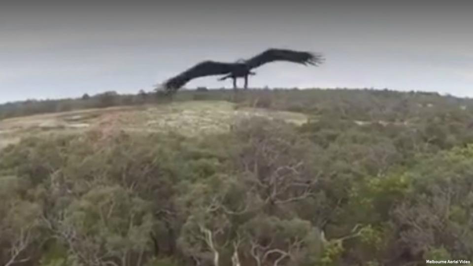 Eagle takes down drone in mid-air | GMA News Online