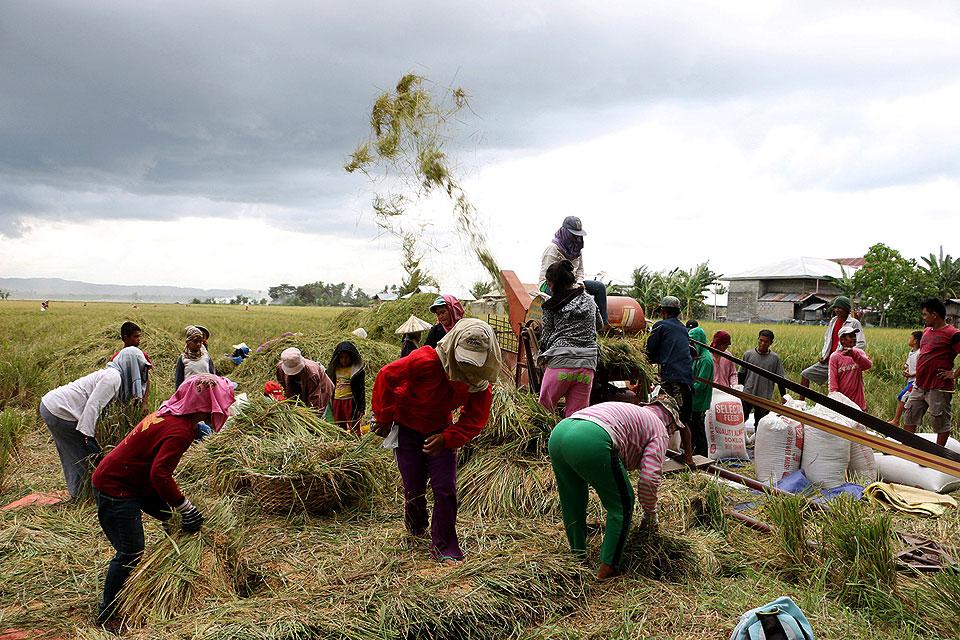 House seeks feasible agricultural projects to stabilize rice, produce ...