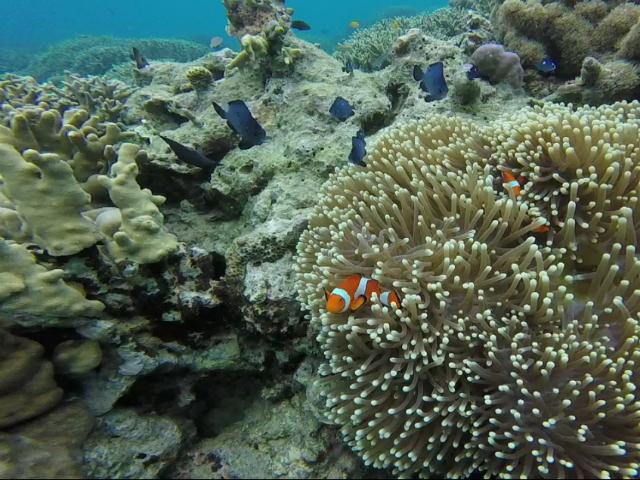 From feasting in Bacolod to diving in Danjugan | GMA News Online