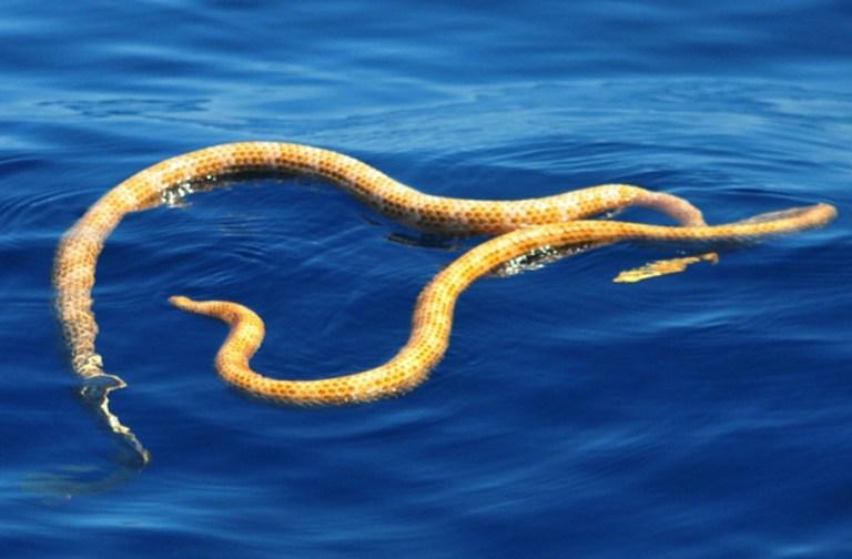Rare sea snakes, thought extinct, resurface in Australia | Photos | GMA ...