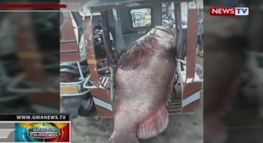 Giant lapulapu at iba pang ‘monsters from the deep’ | GMA News Online