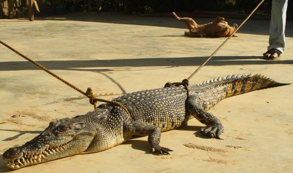 6.2-foot croc caught in Palawan | GMA News Online