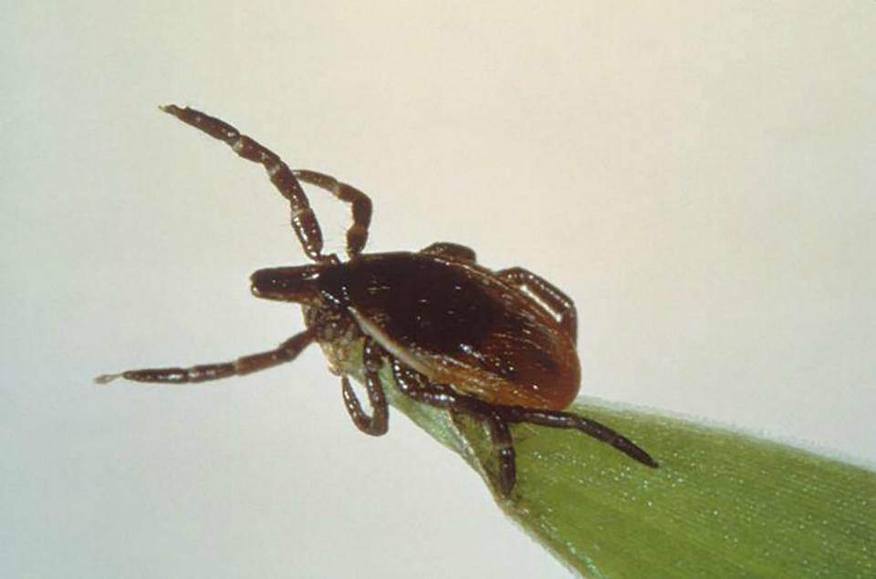 The deer tick, or blacklegged tick, Ixodes scapularis | Photos | GMA ...