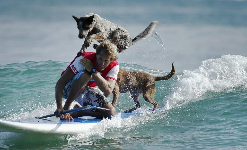Australia’s surfing dogs chase waves, not cats | GMA News Online